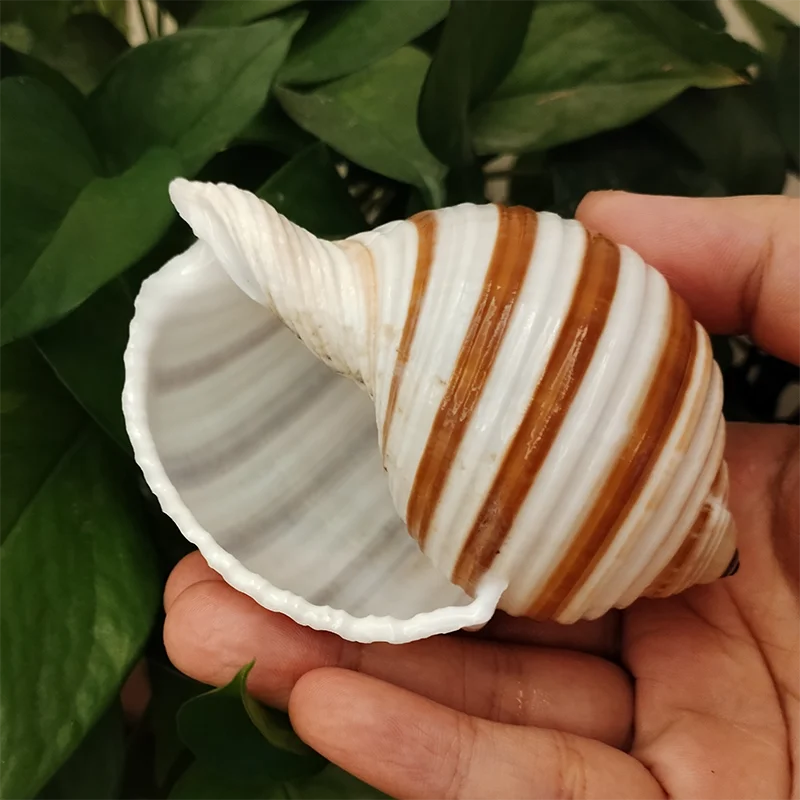 Natural-Striped-Conch-Harpa-Seashell-Authentic-Shell-Decorations-Fish ...