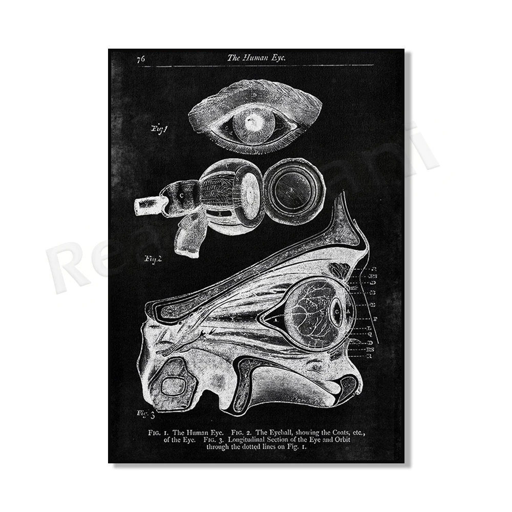 Eyeball Medical Illustration