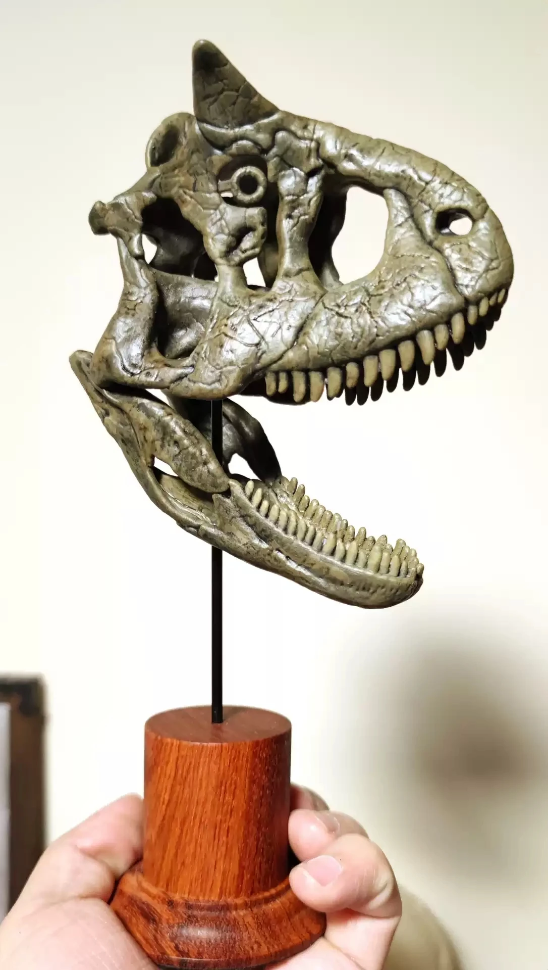 Carnotaurus Skull