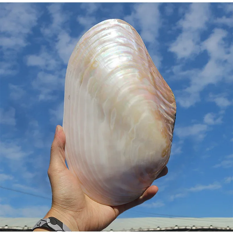 25-26cm-Large-Pearl-Oyster-Shell-Natural-Big-Shell-Polished-Double ...