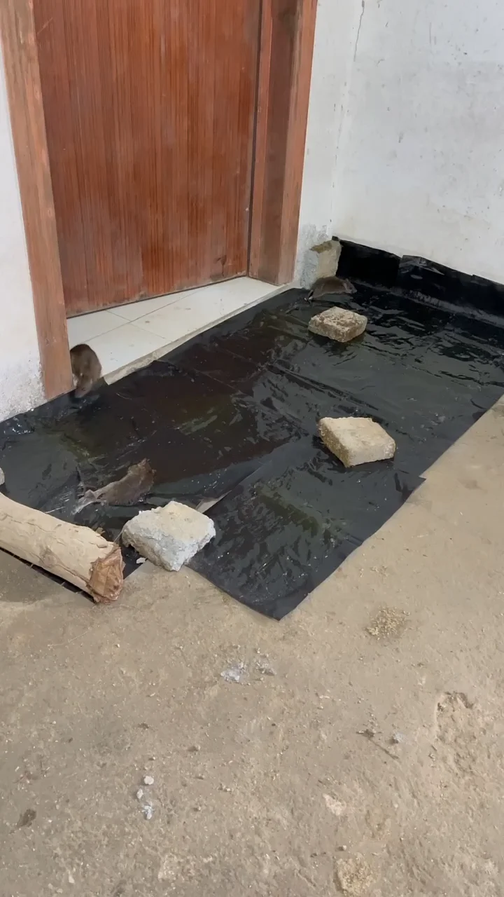 120x28cm ] Effective Rat Killer Glue Mat, Lizards, Snakes & Cockroach ...