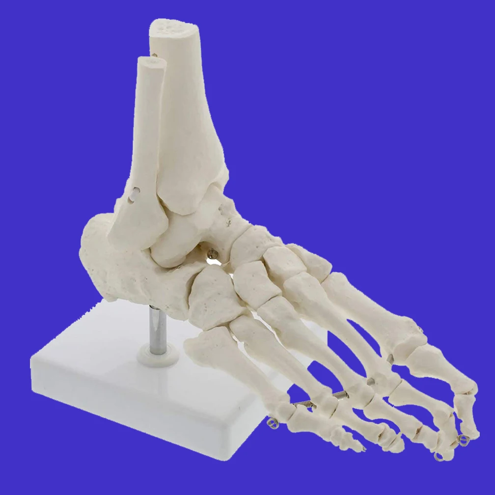 Life-Size-Human-Skeleton-Foot-Bones-Anatomy-Model-1-1-Medical-Hand-and ...