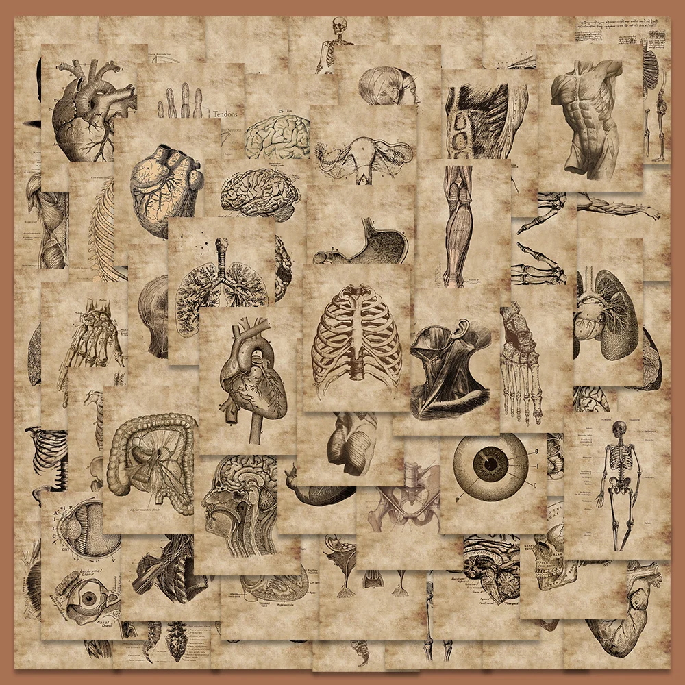 10-56pcs-Classic-Retro-Human-Anatomy-Organs-Skeleton-Vinyl-Stickers-For ...