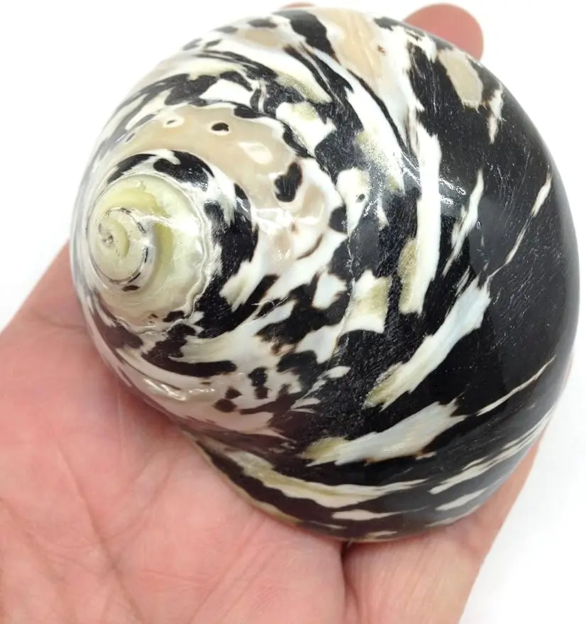 Hermit-Crab-Sea-Shells-Black-Polished-Magpie-Turbo-Sea-Shell-Aquarium-D ...