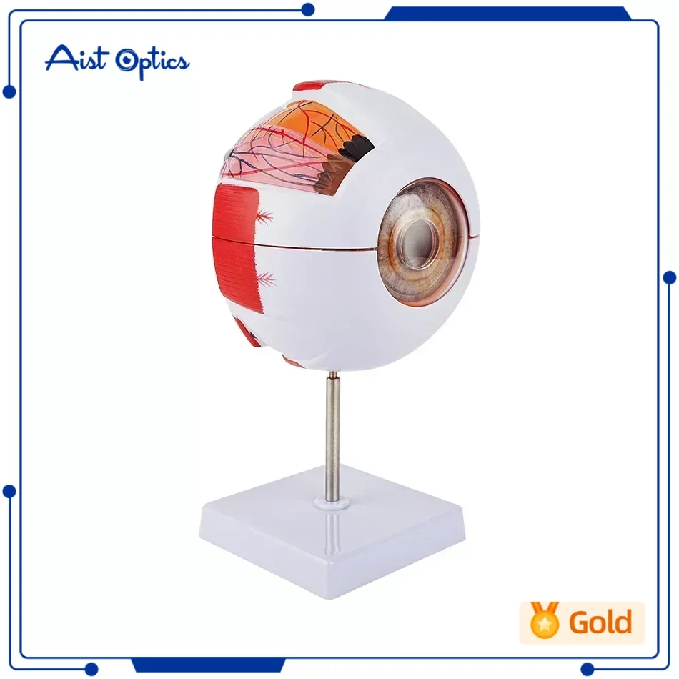 Model-Bola-Mata-Model-Anatomi-Mata-Belajar-Medis-dan-Instrumen ...
