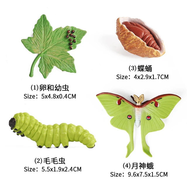 Life Cycle Of A Moth