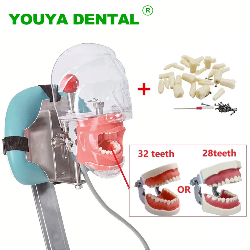 Phantom Dental Simulator Simple Head Model With Teeth For Dentist ...