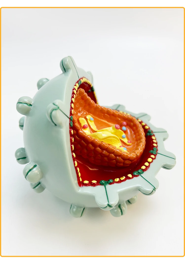 HIV cell model Human teaching Cytopathy model HIV cell structure ...