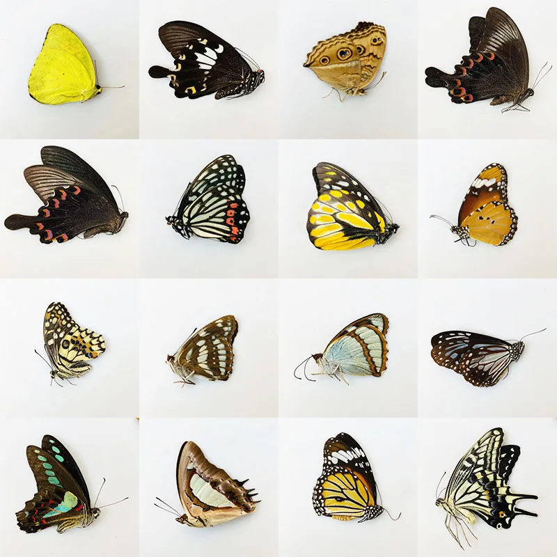 Insect Specimen Butterfly | Butterflies Real Specimen | Butterfly ...