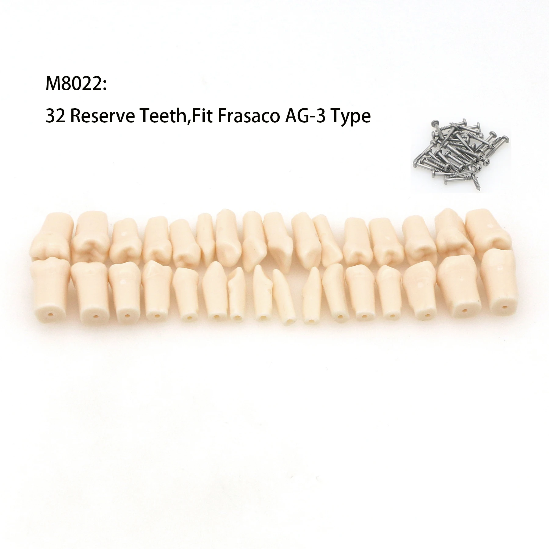Dental-Frasaco-AG3-Type-Restorative-Typodont-Model-32Pcs-Removable ...