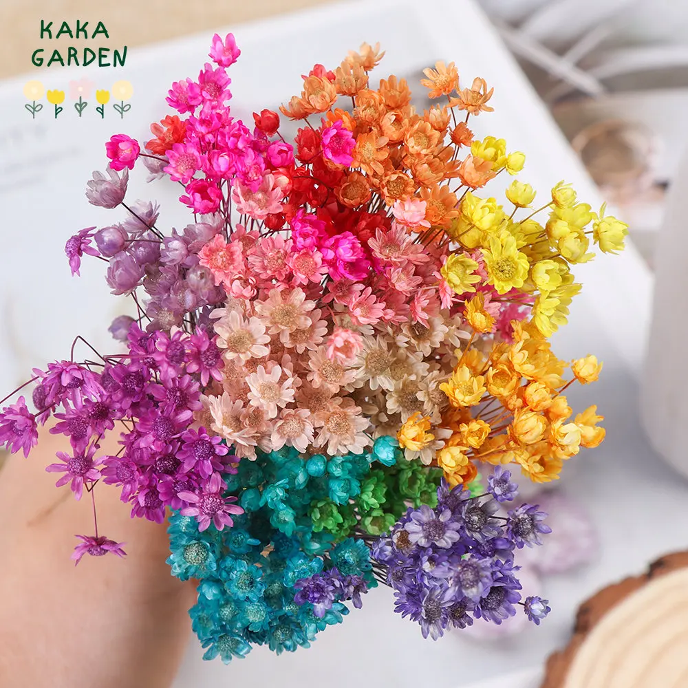 Mini-Daisy-Small-Star-Flower-for-Home-Living-Room-Decor-Dried-Flowers ...