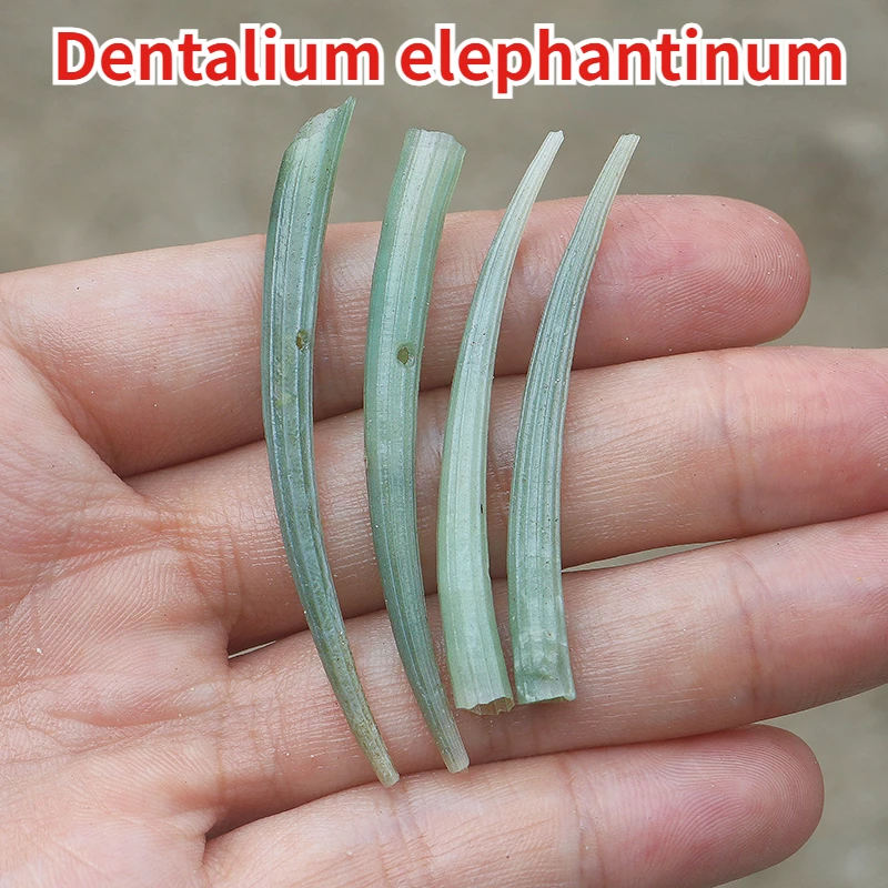 Dentalium-Elephantinum-Natural-Conch-Shell-Rare-Collection-Specimens ...