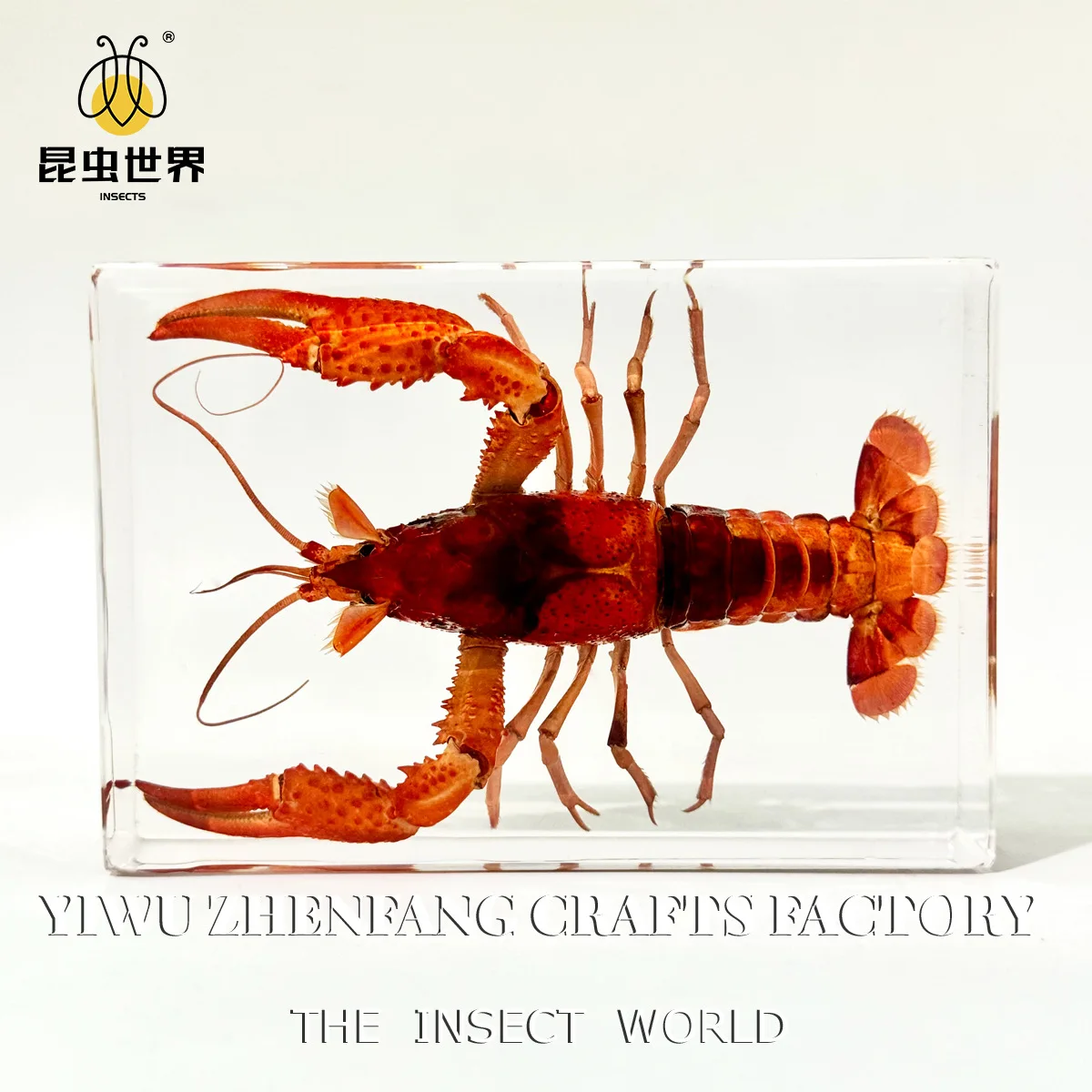 Large lobster,Tide crab,Crayfish ,Insect Specimens: Nature's Intricate ...