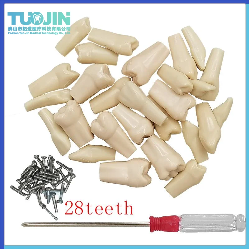 Teeth Model Fit Frasaco AG-3 Teeth Model Dental Teaching Model ...