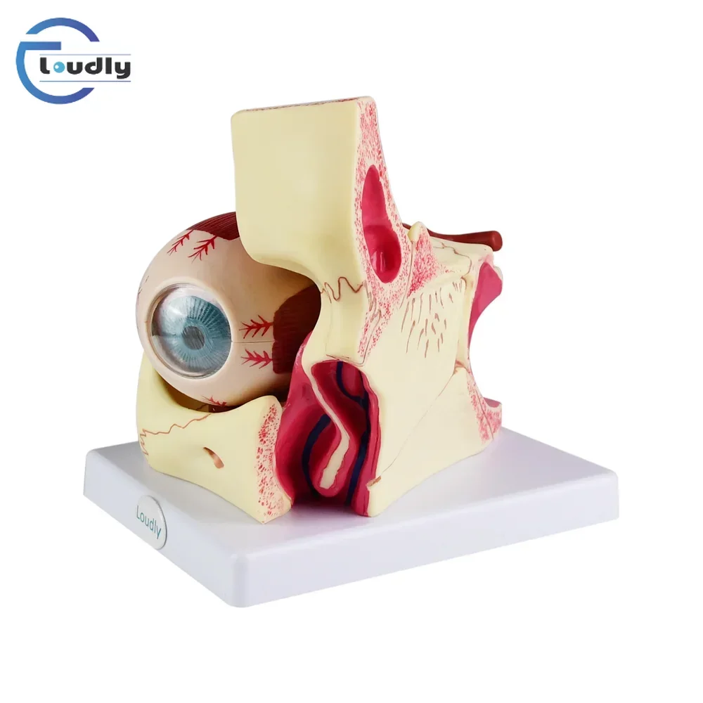 Enlarged-Eye-Model-Anatomy-Teaching-Model-of-Eye-Structure-in-the ...