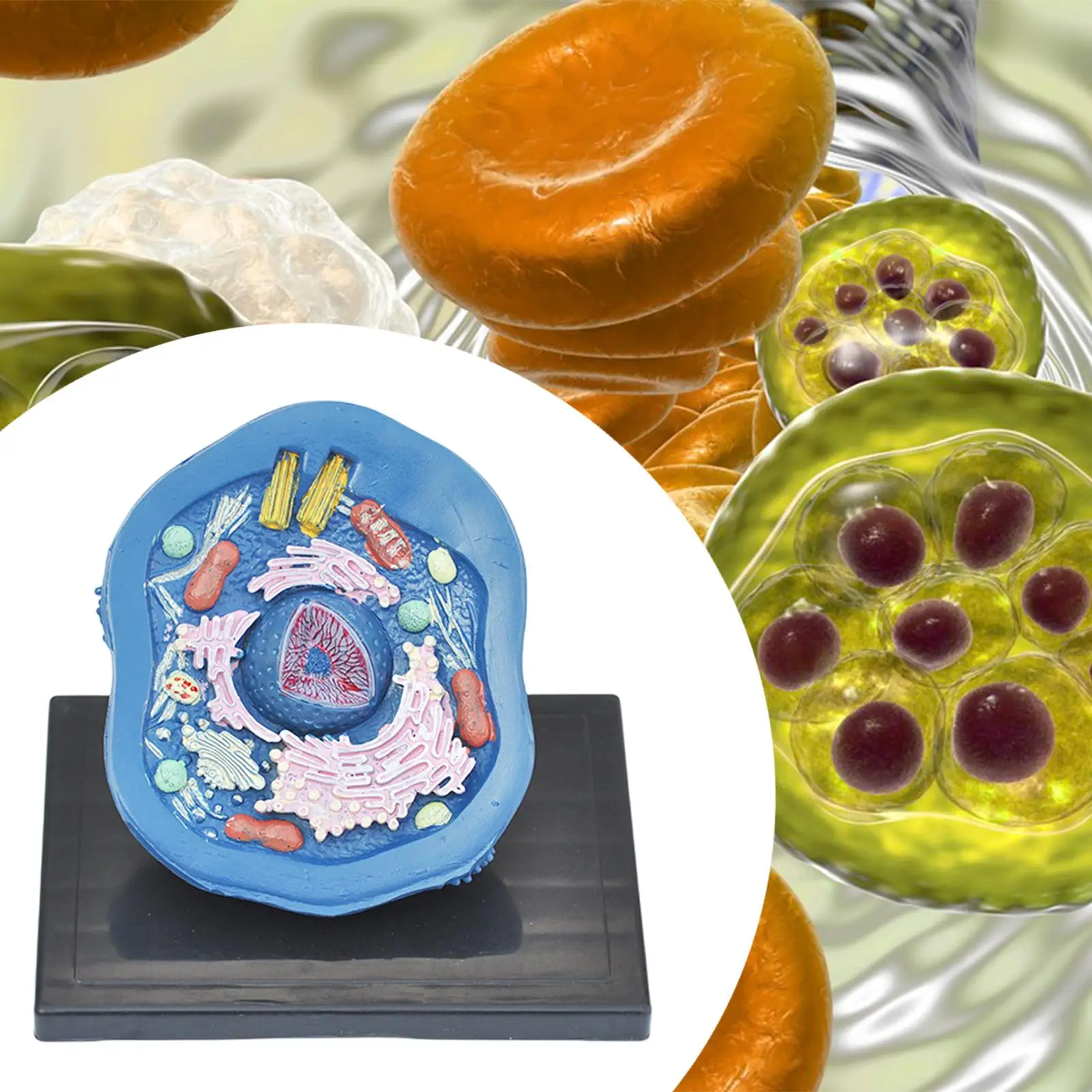 Cell Anatomy Model Microscopic Structure Clearly Educational Science ...