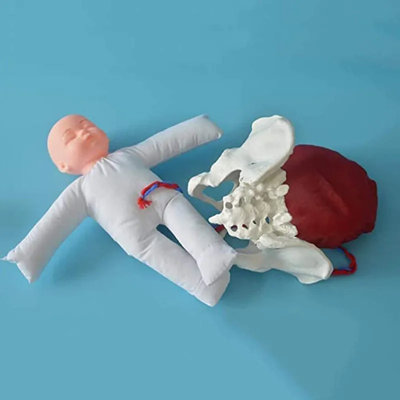 Mini-17CM-13CM-Human-Female-Childbirth-Pelvis-Demonstration-Fetus ...