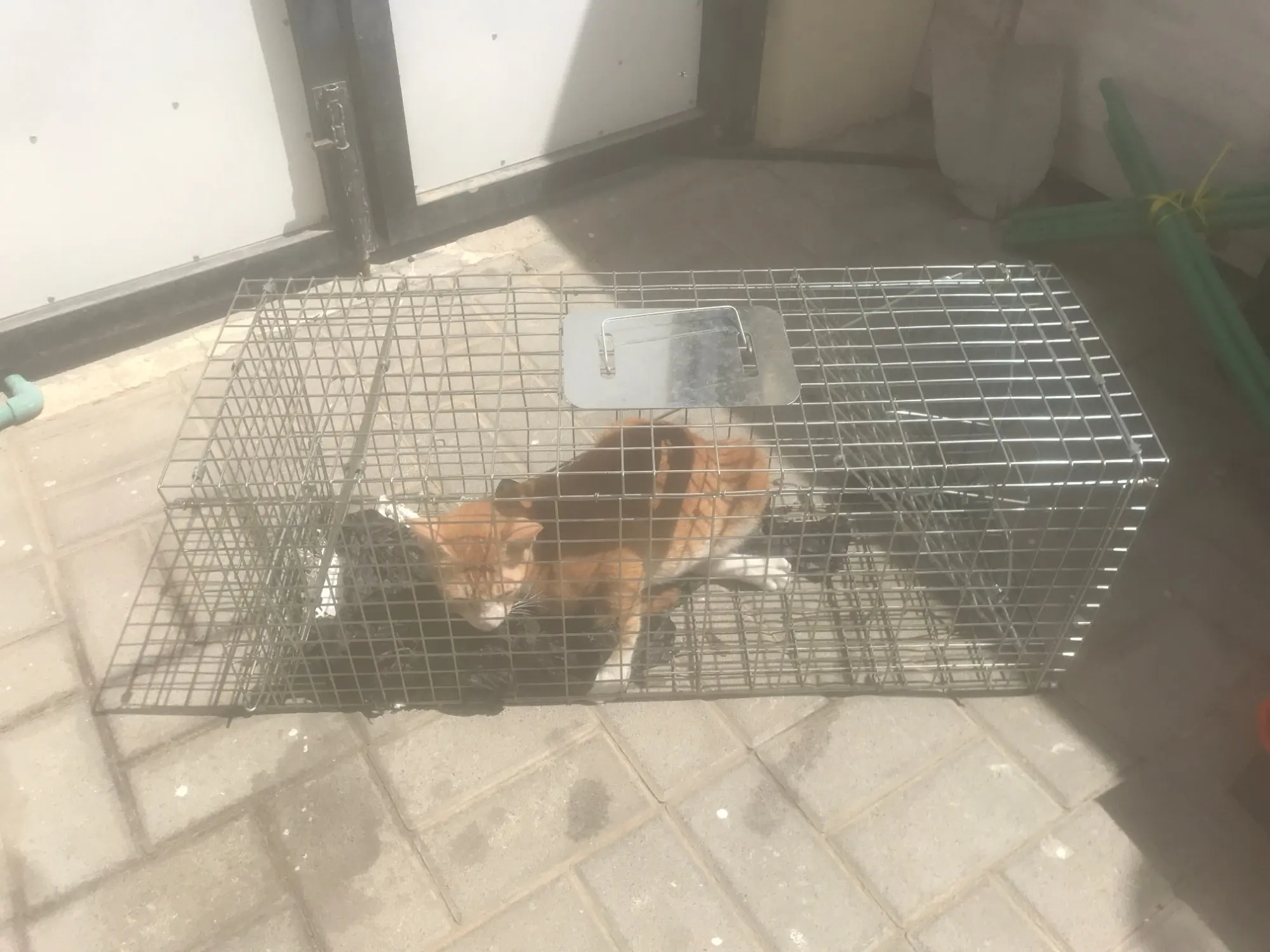 Humane Pet Trap
