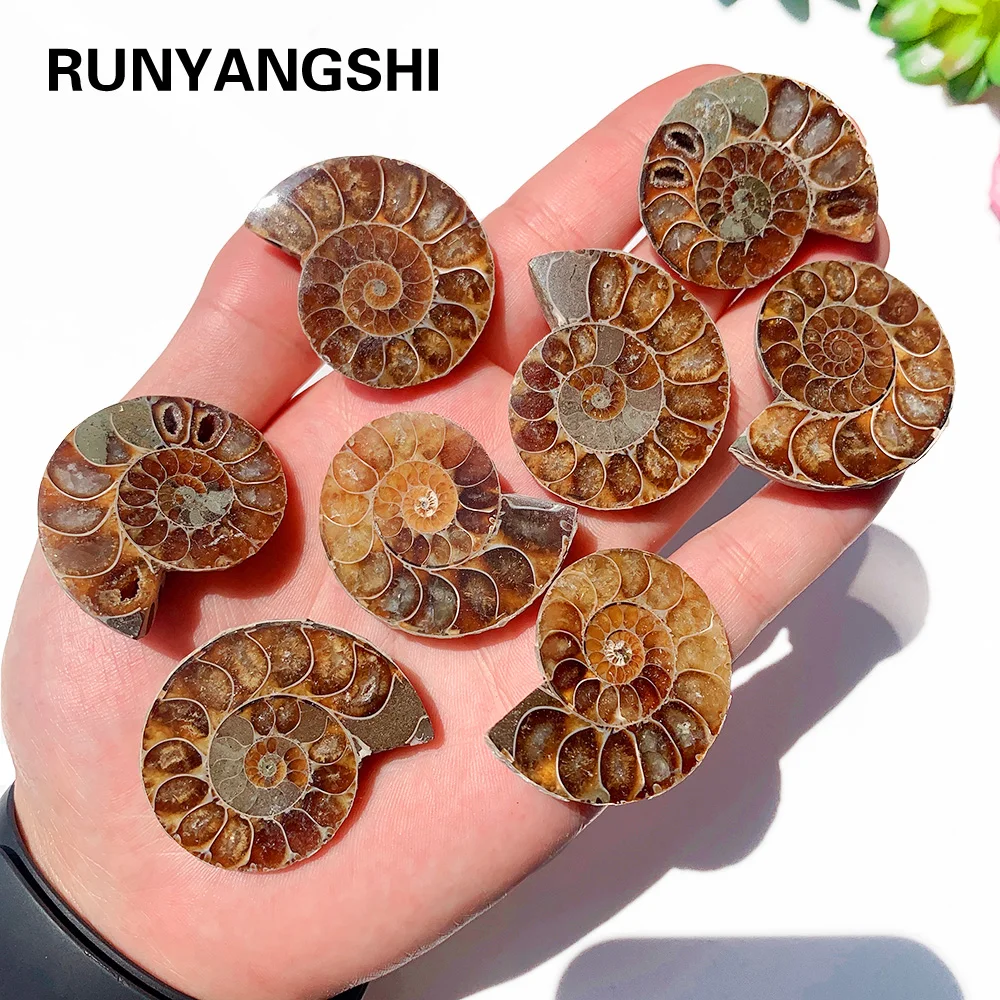 Natural Conch Slice Conch Shaped Stone Energy Crystal Gift Energy ...