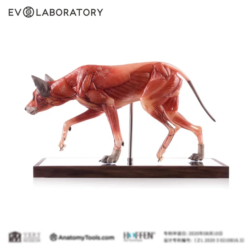 Bison Muscle Anatomy