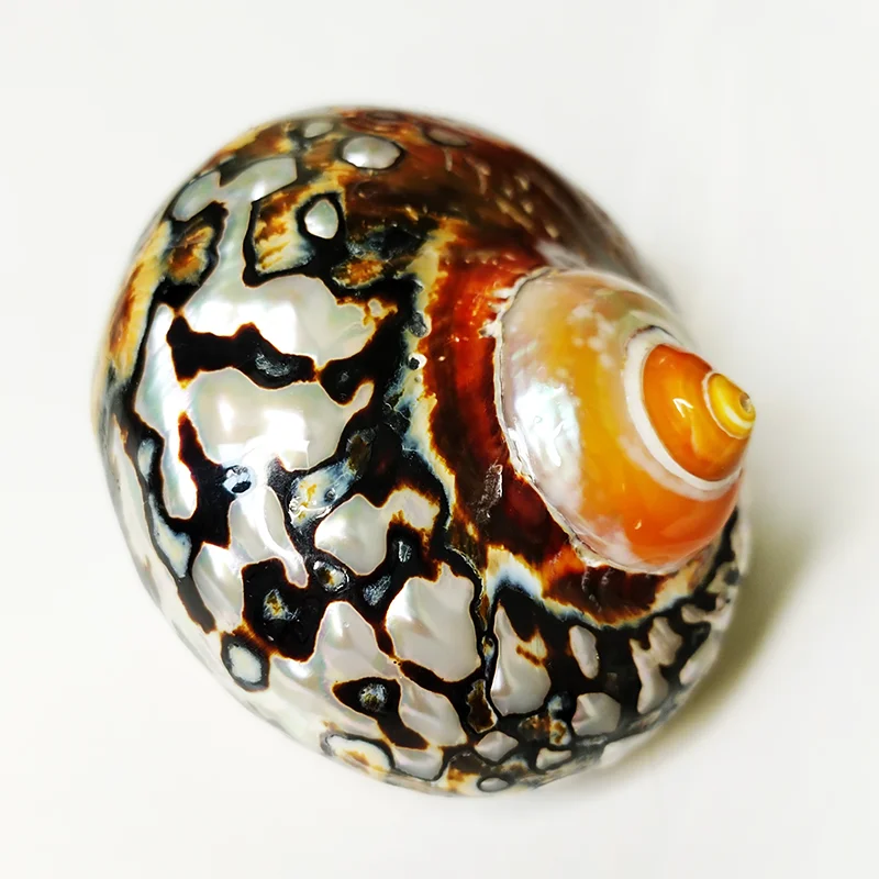 Hermit-Crab-Shells-African-Sarmaticus-Brown-Jade-Turbo-Shell-South ...