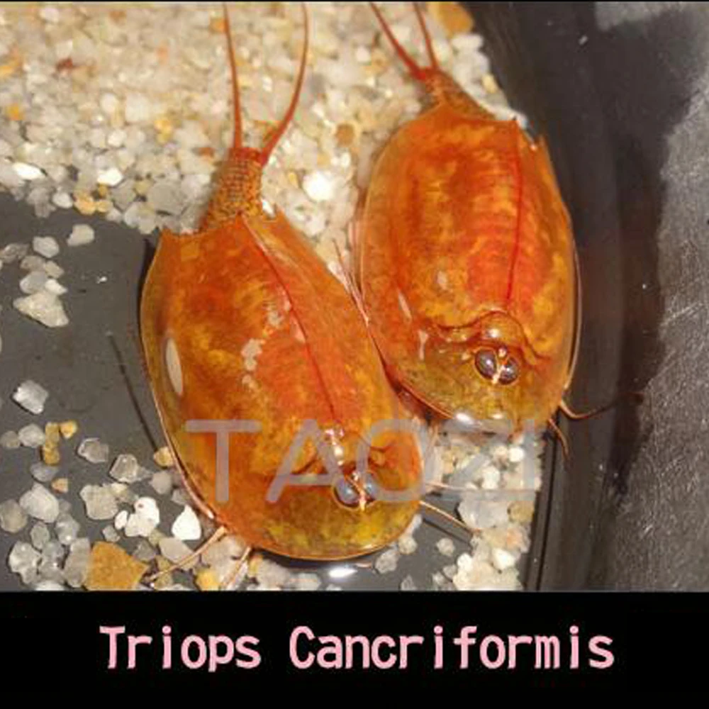 Triops-Lote-de-huevos-de-2024-y-80-MM-de-longitud-Triops-cancelformis ...