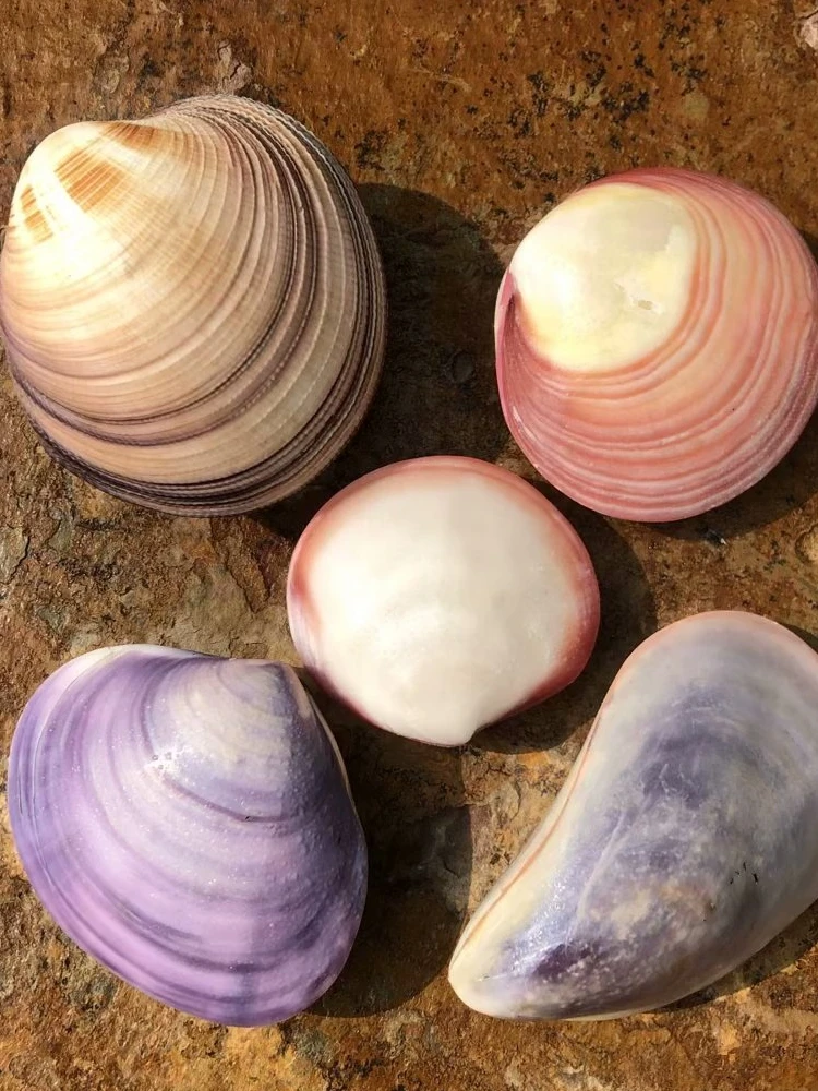 Shell-Conch-Purple-Clam-Pink-Clam-Specimen-Scalloped-Shell-Giant-Cockle ...
