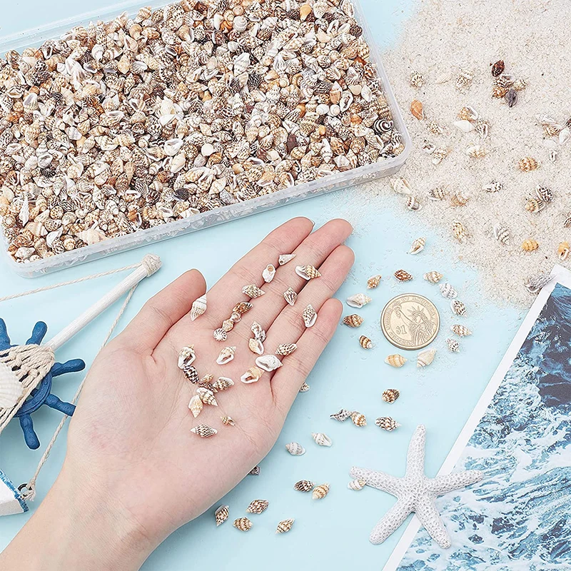 50-65g Small Seashells Tiny Natural Sea Shell Ocean Beach Conch ...