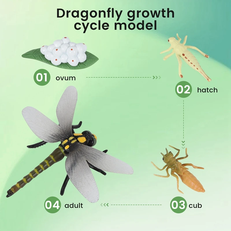 Dragonfly Life Cycle