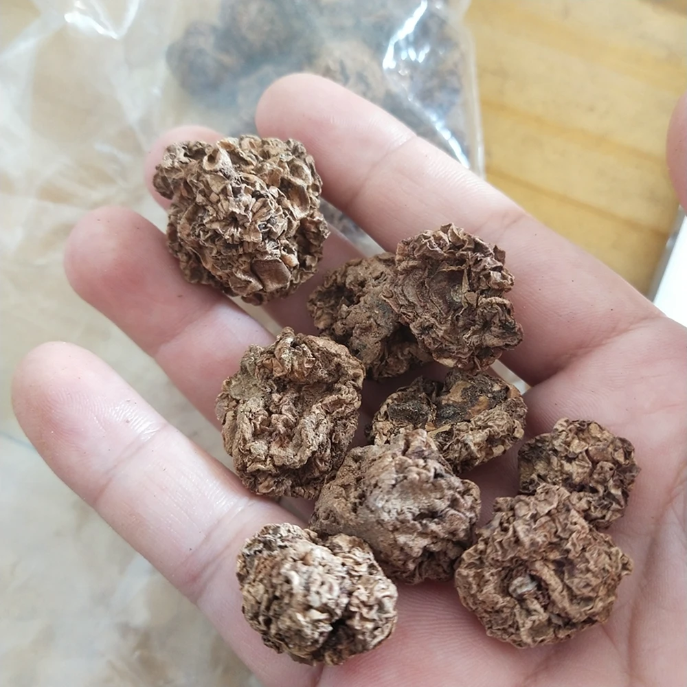 Actinidia-naturale-Polygama-frutta-secca-Matatabi-Silvervine-Gall-Fruit ...