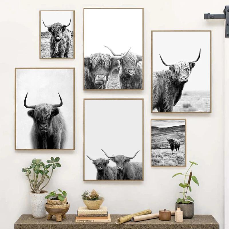 Czarny biały zwierząt gospodarskich szkocka rasa wyżynna wydruki na ...