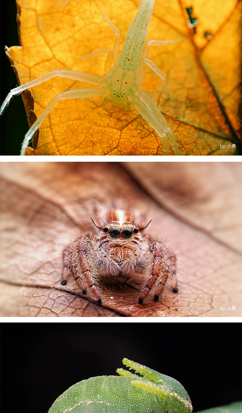 Полнокадровый объектив Astrhori 25 мм F2.8 Ultra Macro 2X-5X с ...