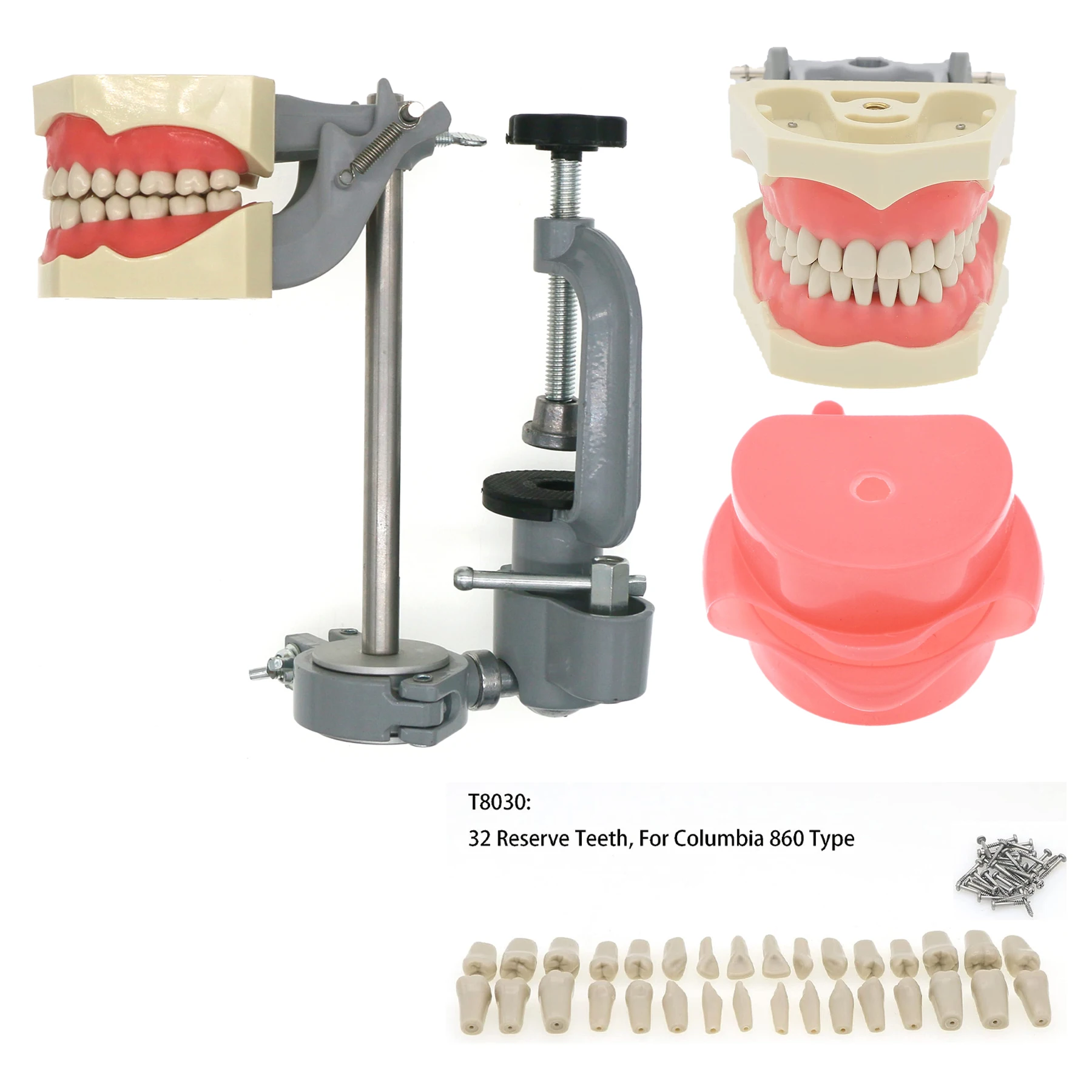 Dental-Typodont-Mounting-Pole-Tooth-Model-360-Adjustable-Fix-on-Desk ...