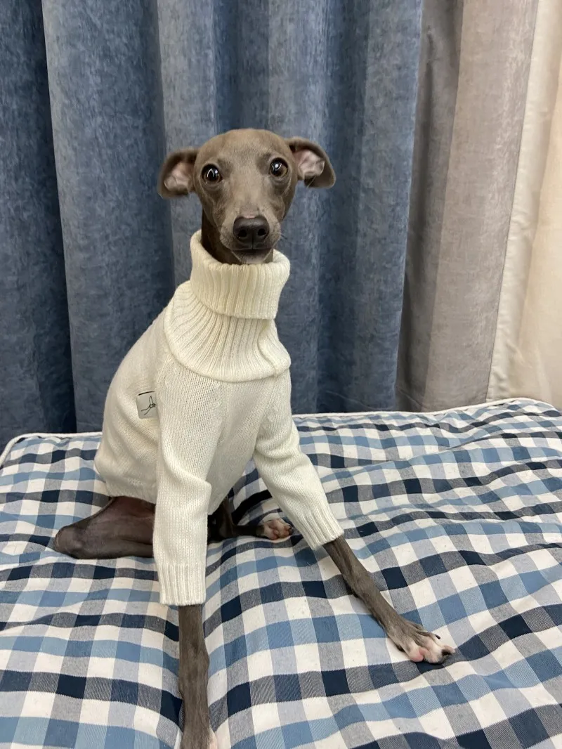 Italian Greyhound Sweater