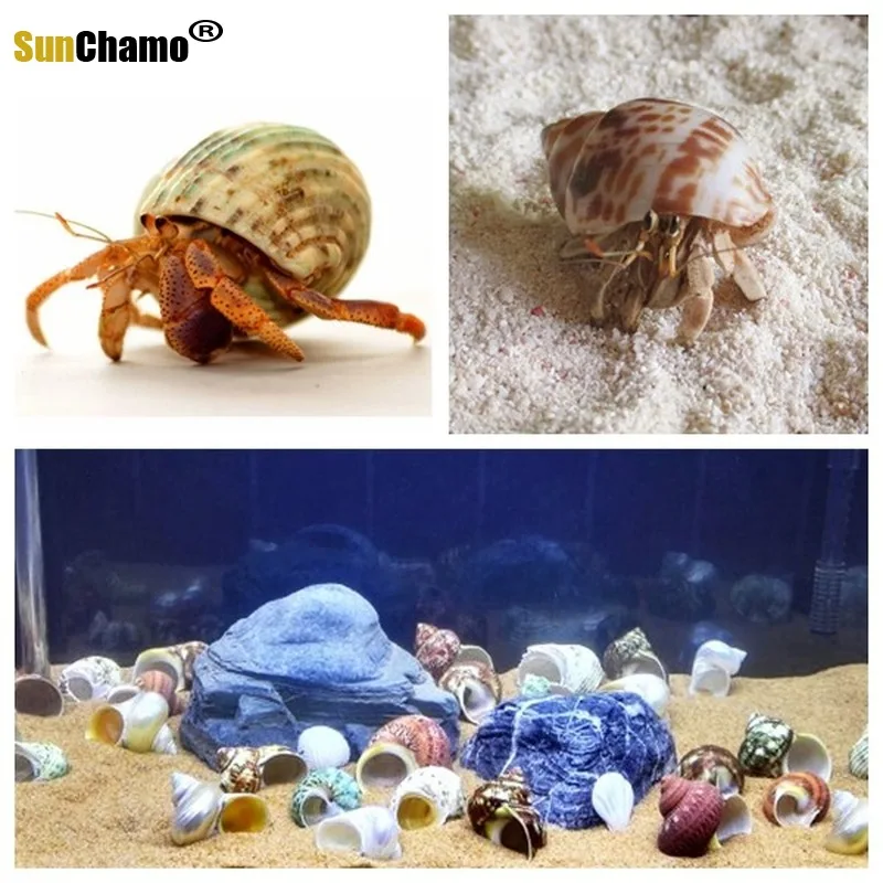 Pet Hermit Crabs Shells