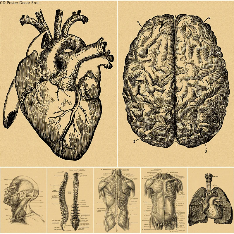 Human Heart Anatomy Vintage