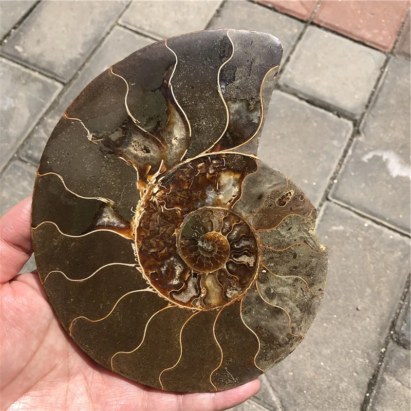 Caja De Regalo Con Amonita Amarilla/marrón Espécimen Fósil De Amolita ...