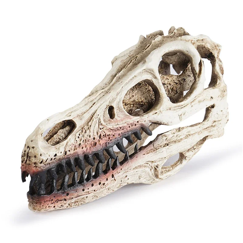 Resin-Skull-Velociraptor-Model-Dinosaur-Skull-Zoo-Skull-Specimen ...