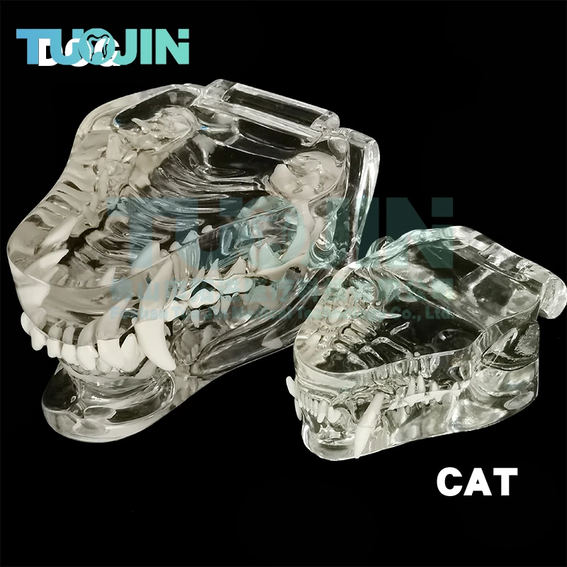 Free Shipping Resin Transparent Dog Cat Teeth Model Pet Dental Teeth ...