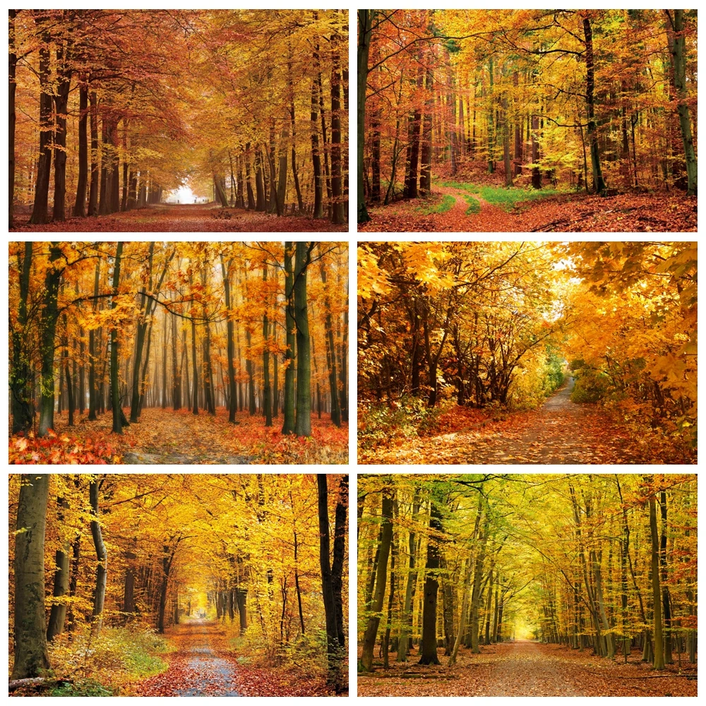 Autumn-Forest-Backdrop-Fall-Maples-Leaves-Path-Tree-Sunshine-Natural ...