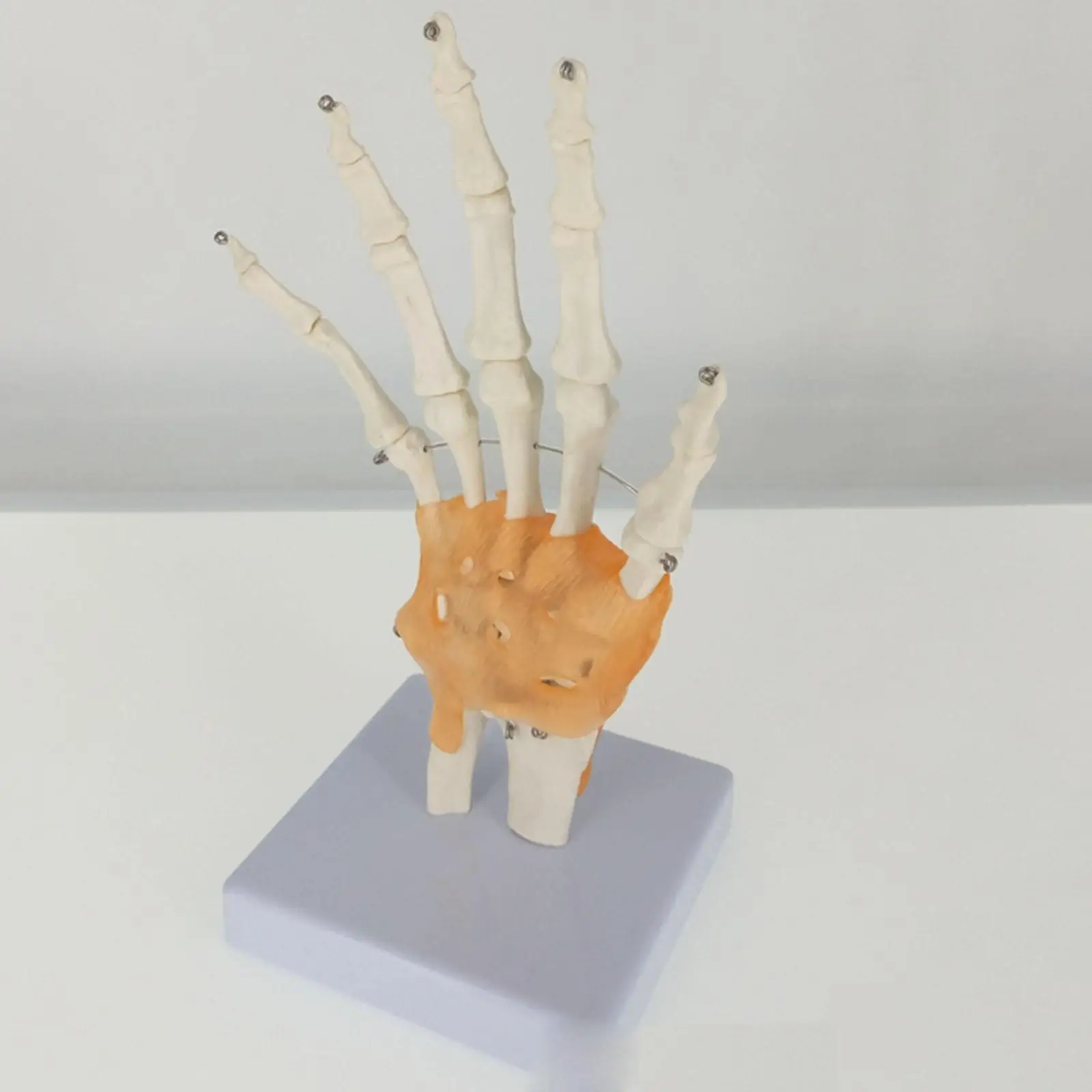 Life Size Hand Joint with Ligaments Anatomical Medical Model Skeleton ...