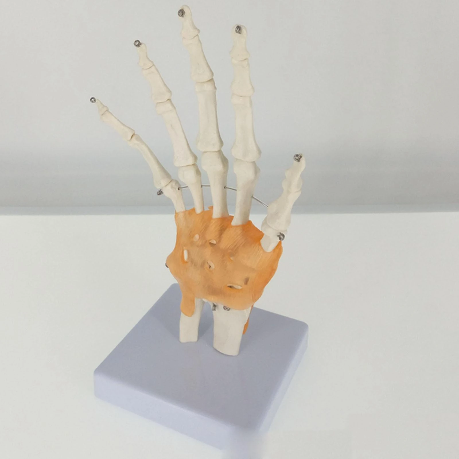 PVC Life Size Hand Joint with Ligaments Anatomical Medical Model ...