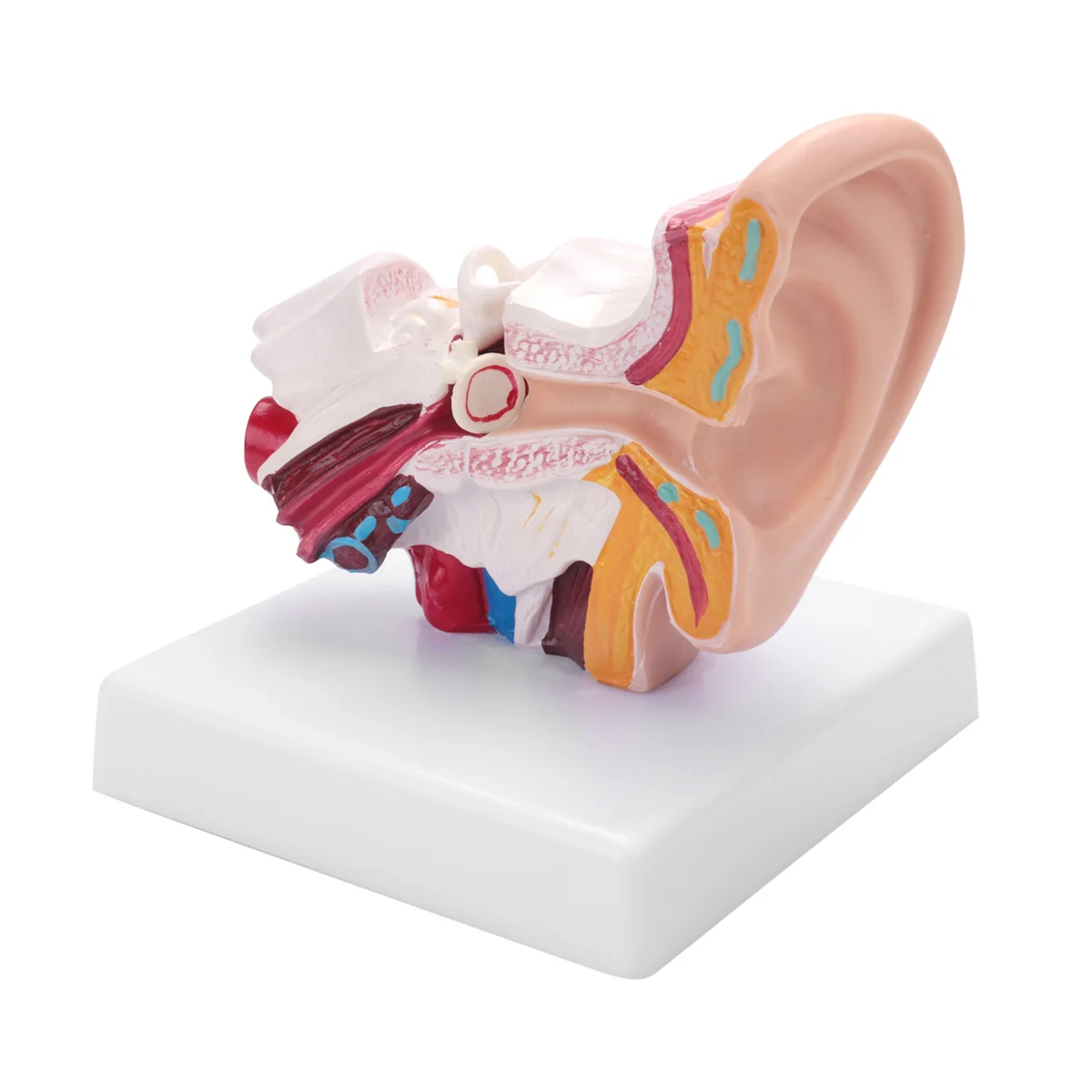 1-5-Times-Human-Ear-Anatomy-Model-Showing-Organs-Structure-Of-the ...