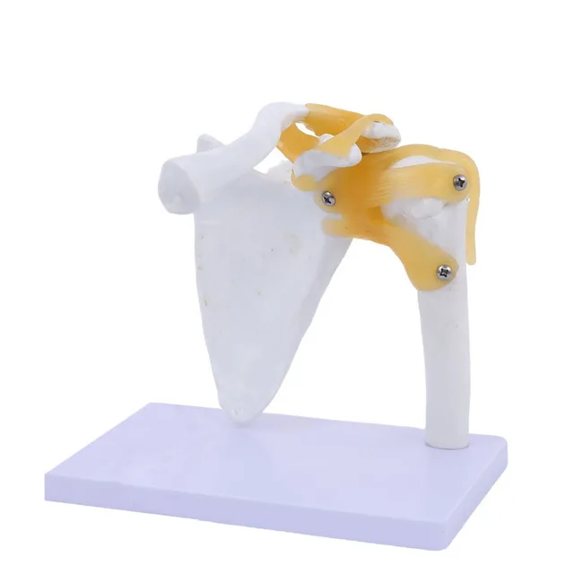 [Best product] Human Joint Model: An Indispensable Tool for Medical ...