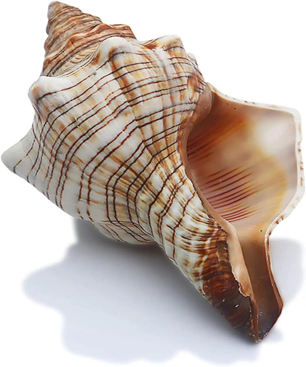Large-Striped-Fox-Conch-Shells-Filamentous-Horse-Conch-Perfect-for-Fish ...