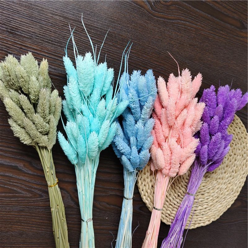 30pcs/30 35cm,Natural dry flower gem grass, real beauty grass bunches ...