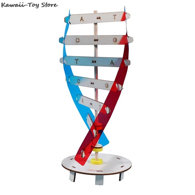 Dna Double Helix Model Homemade