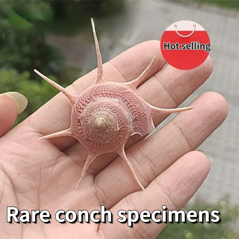 Guildfordia-Concha-de-concha-Natural-Yoka-esp-cimen-raro-pecera ...