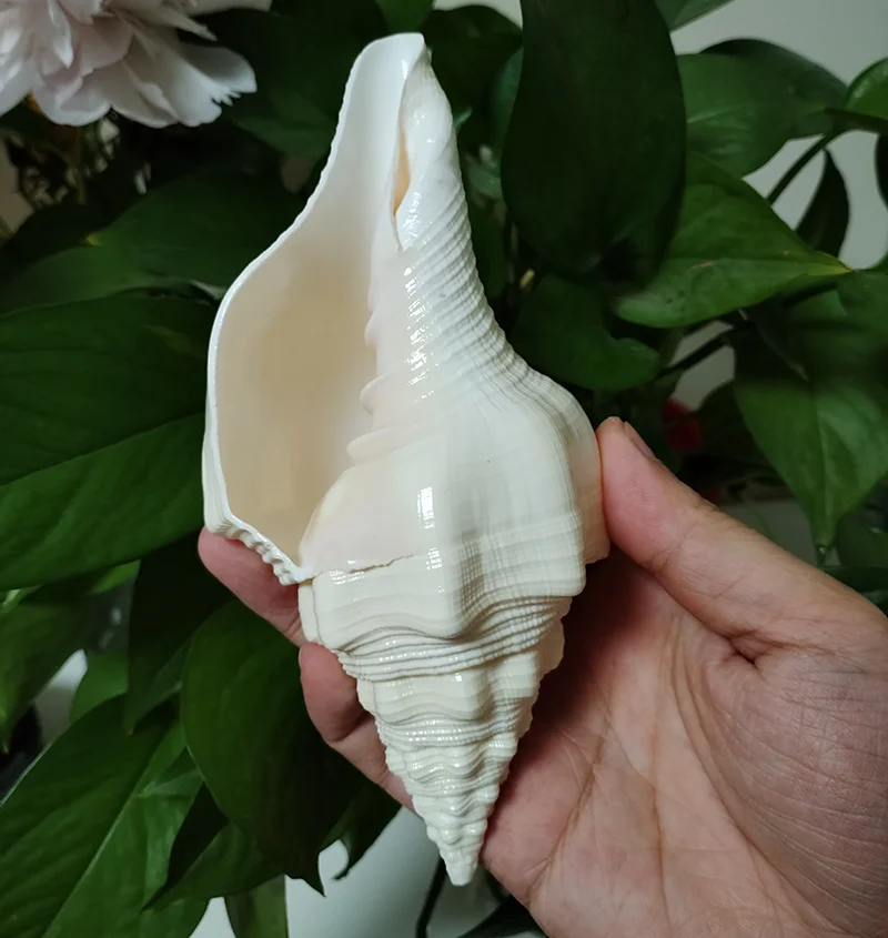 Genuine-Indian-Shankh-Vamavarti-Dattatreya-Natural-Turbinella-Angulata ...