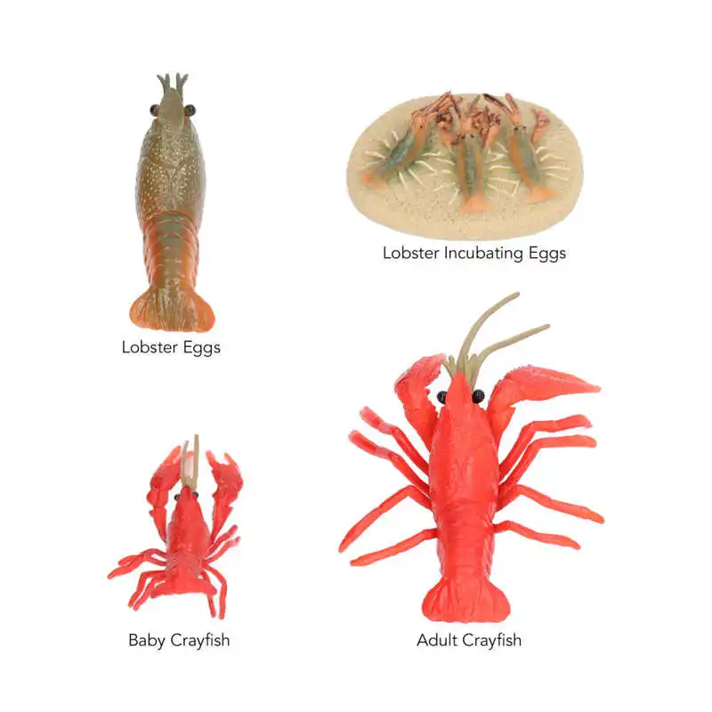 Crayfish Life Cycle For Kids